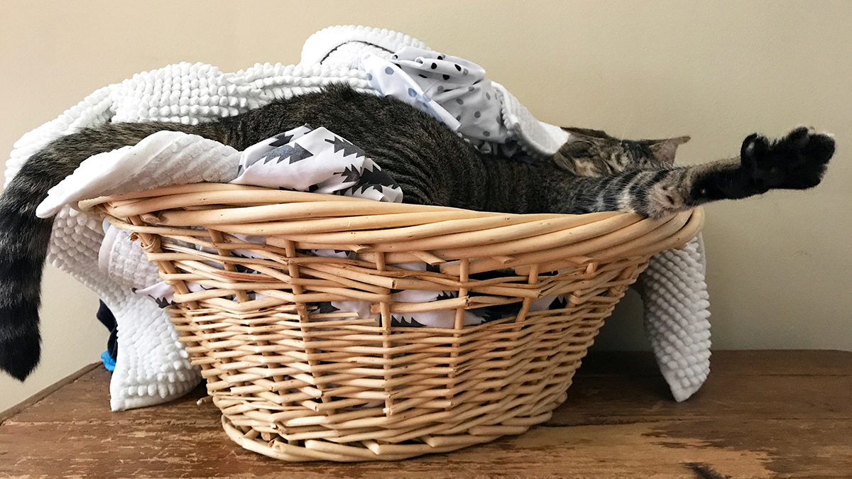 Adorable Photos of Cats in Laundry | Woman's World
