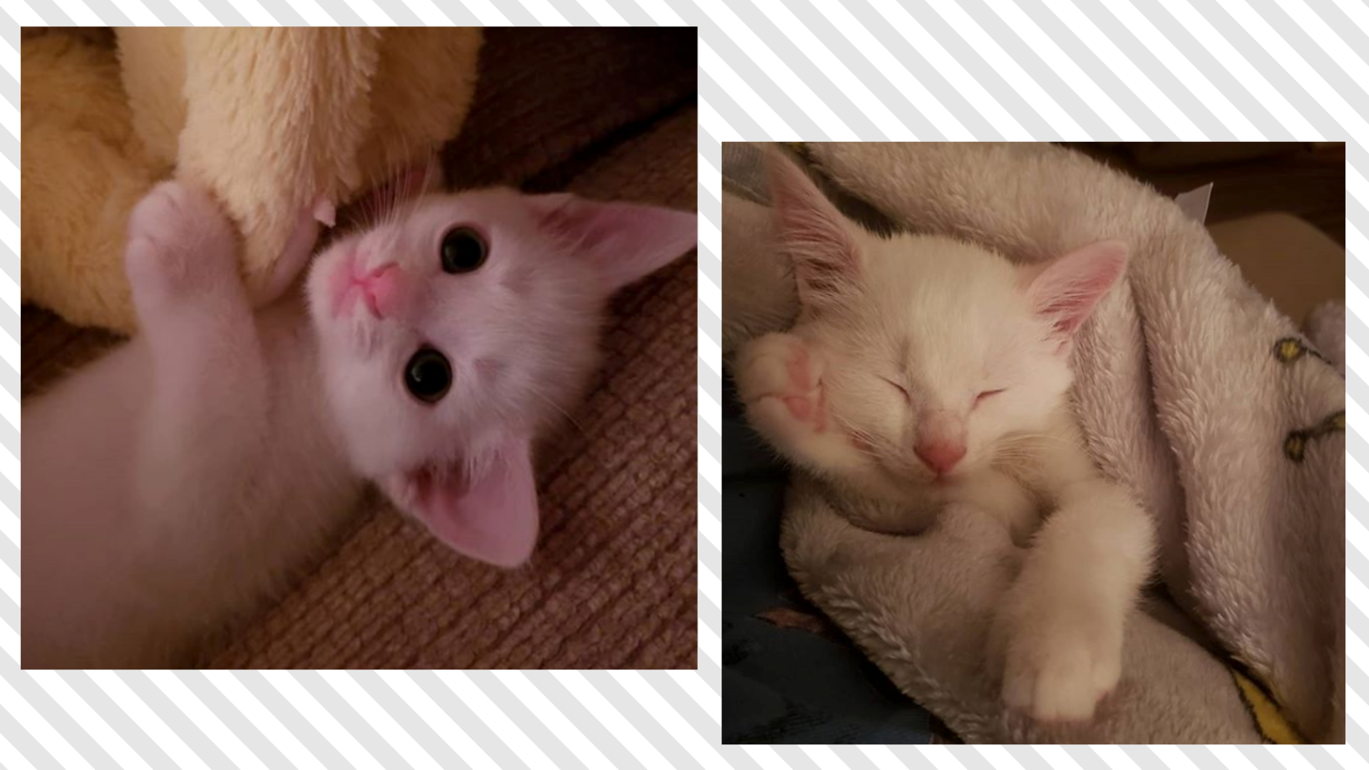 Fate Brought These Deaf Cats Together | Woman's World