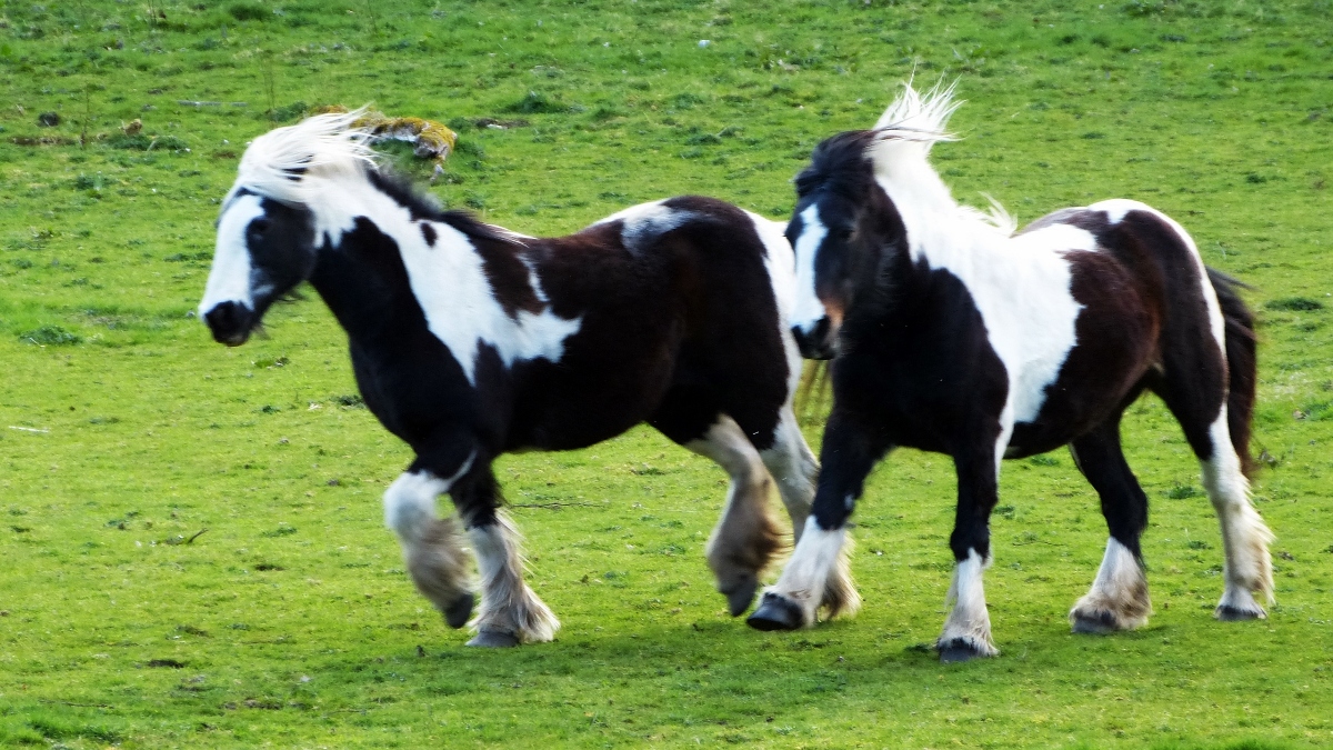 A New Kind of Therapy: Mini Horses Bring Hope | Woman's World