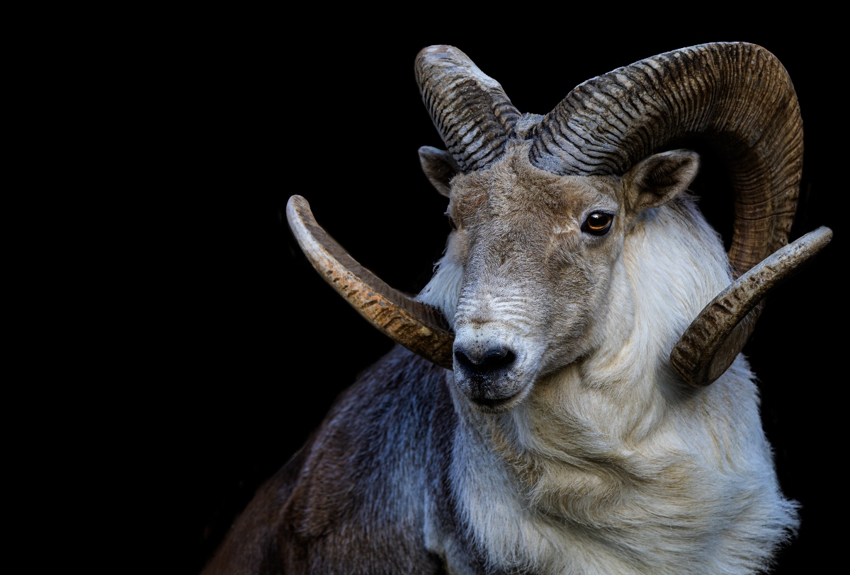 Aries Zodiac Sign: Personality & Characteristics | Woman's World