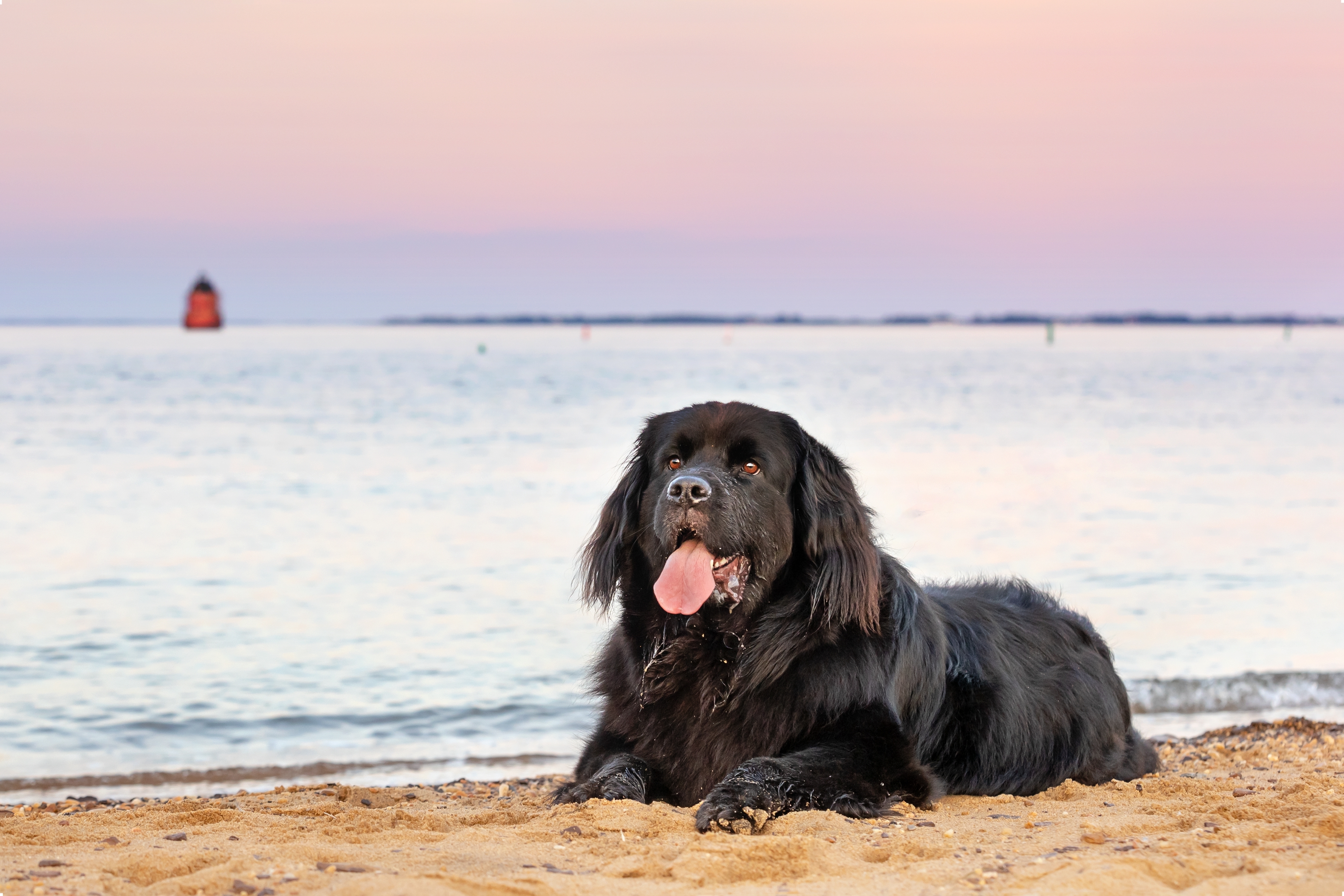 5 Unique Luxury Pet-Friendly Resorts | Woman's World
