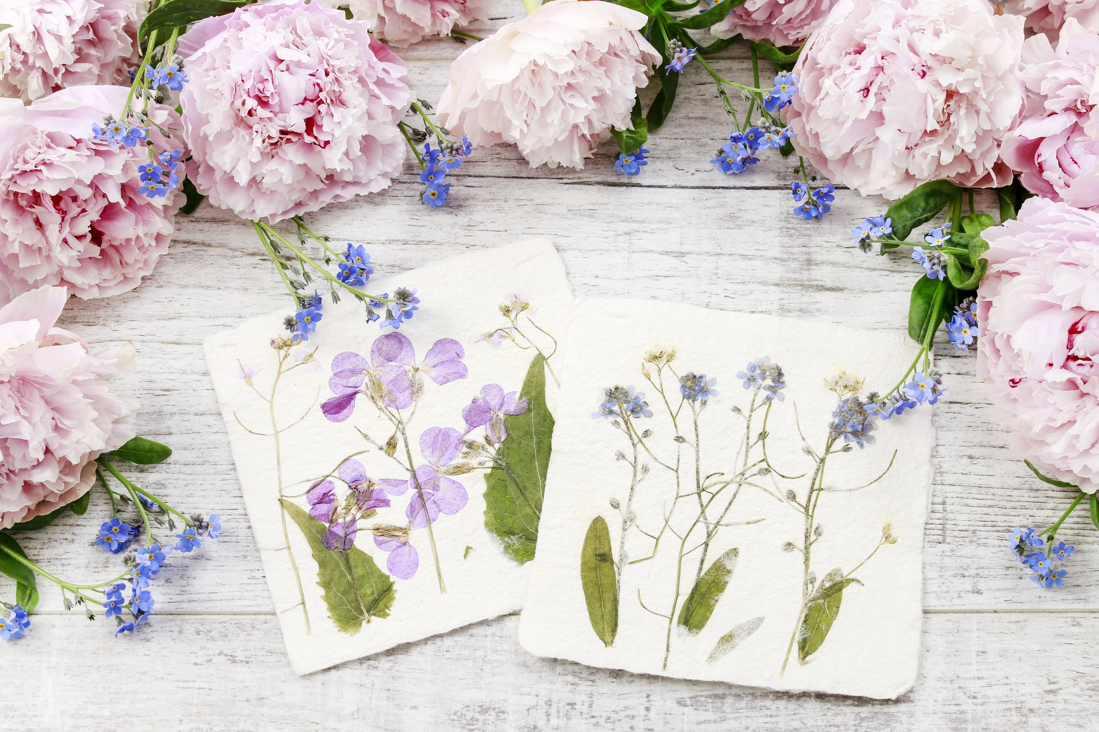 A DIY Guide to Dried and Pressed Flowers | Woman's World