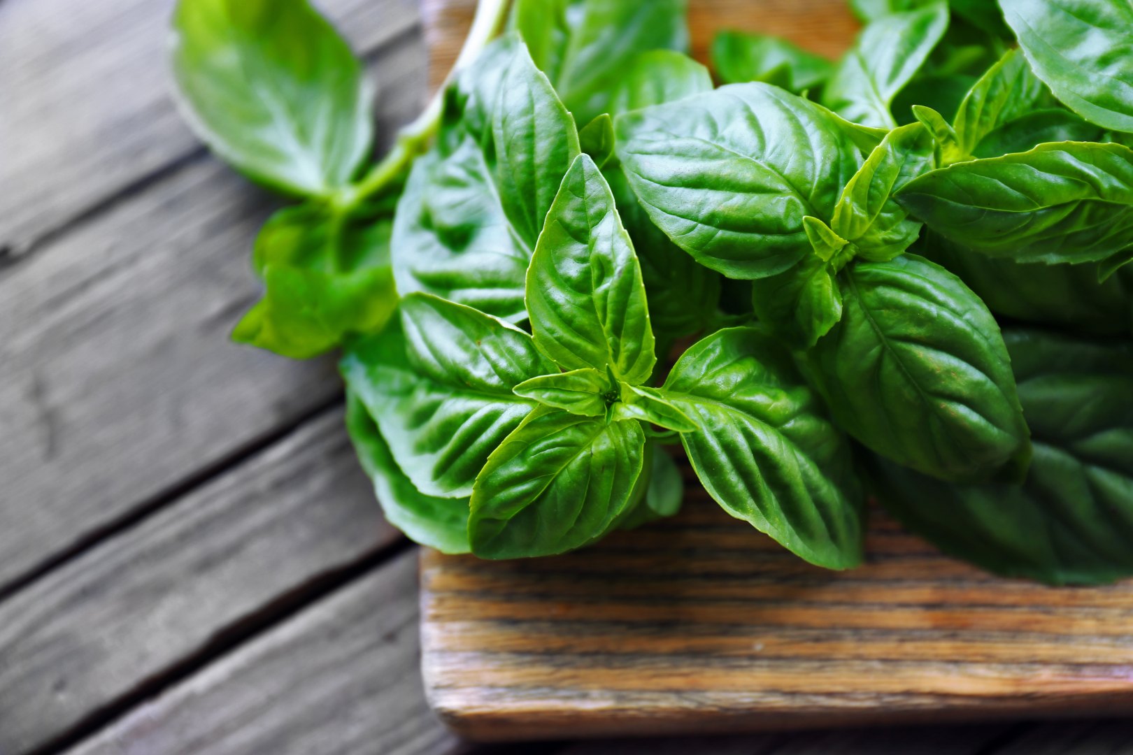20 Most Popular Herbs | Woman's World