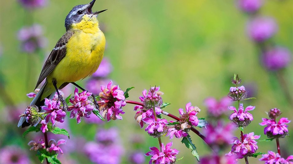 Bird Song Can Ease Worries and Lift Depression | Woman's World