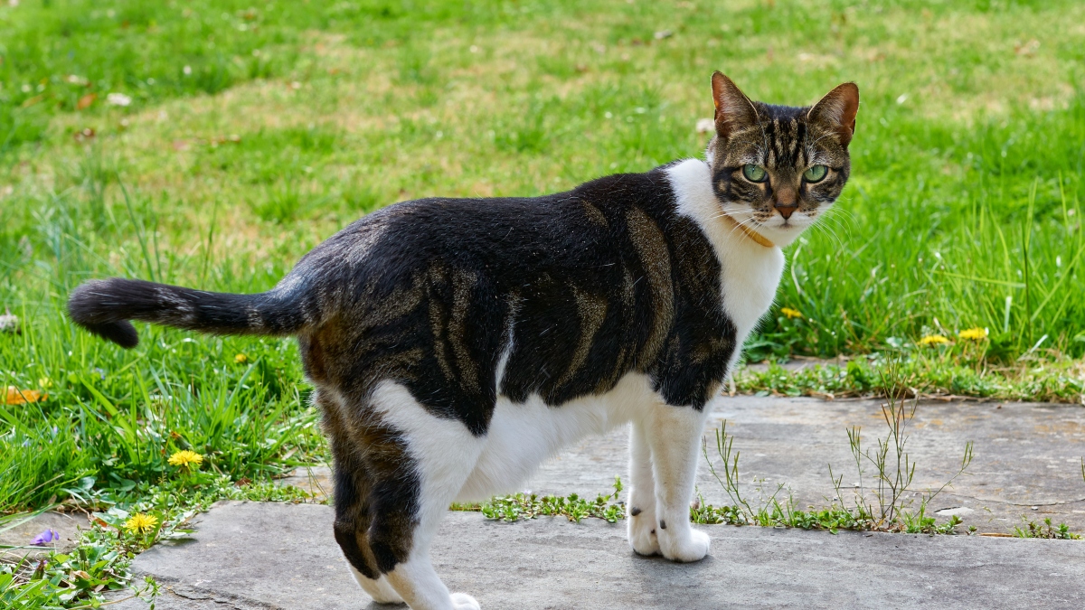 Cat's Primordial Pouch: Vets Reveal What That Belly Flap Does | Woman's ...