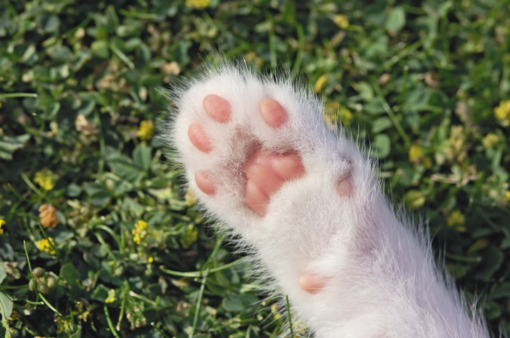 Toe Beans: Fun Facts About Your Cat's Sweet Little Feet | Woman's World