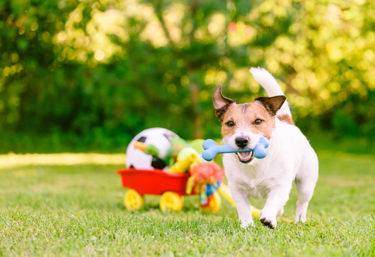 Ensure Your Dog's Safety With These 5 Tips | Woman's World