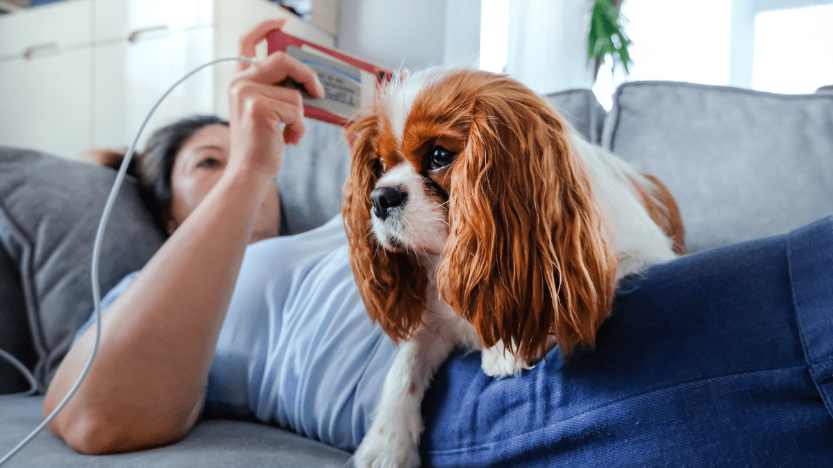 Super Clingy Dog Breeds: Dobermans, Viszlas and More | Woman's World