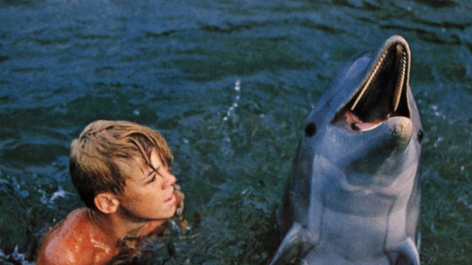 'Flipper' TV Show: 7 Facts About the 1964 Dolphin Sensation | Woman's World