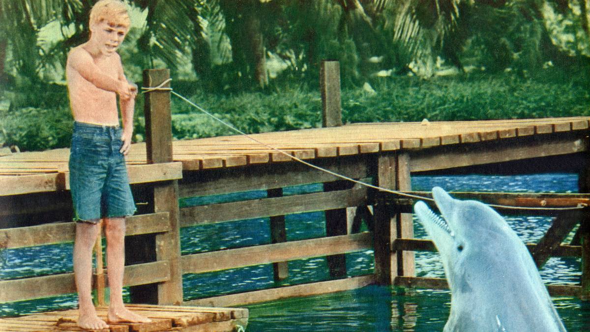 'Flipper' TV Show: 7 Facts About the 1964 Dolphin Sensation | Woman's World
