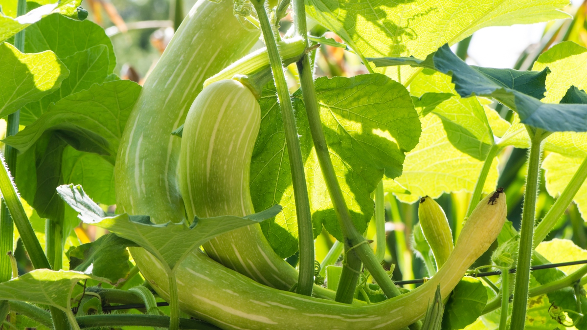 How to Grow Squash Vertically, According to Gardening Pros | Woman's World