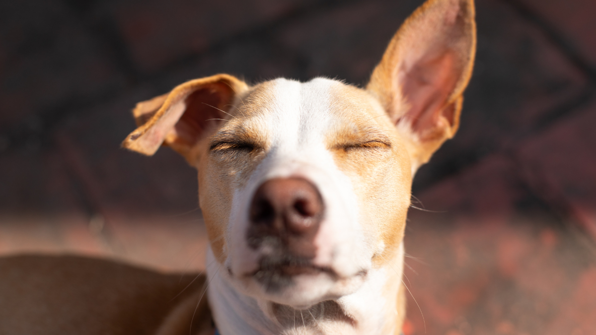 Do Dogs Need Sunscreen? Experts Offer Summer Safety Tips | Woman's World