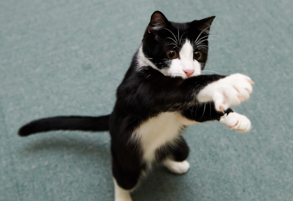 Tuxedo Cats: Surprising Fun Facts + Cute Photos | Woman's World