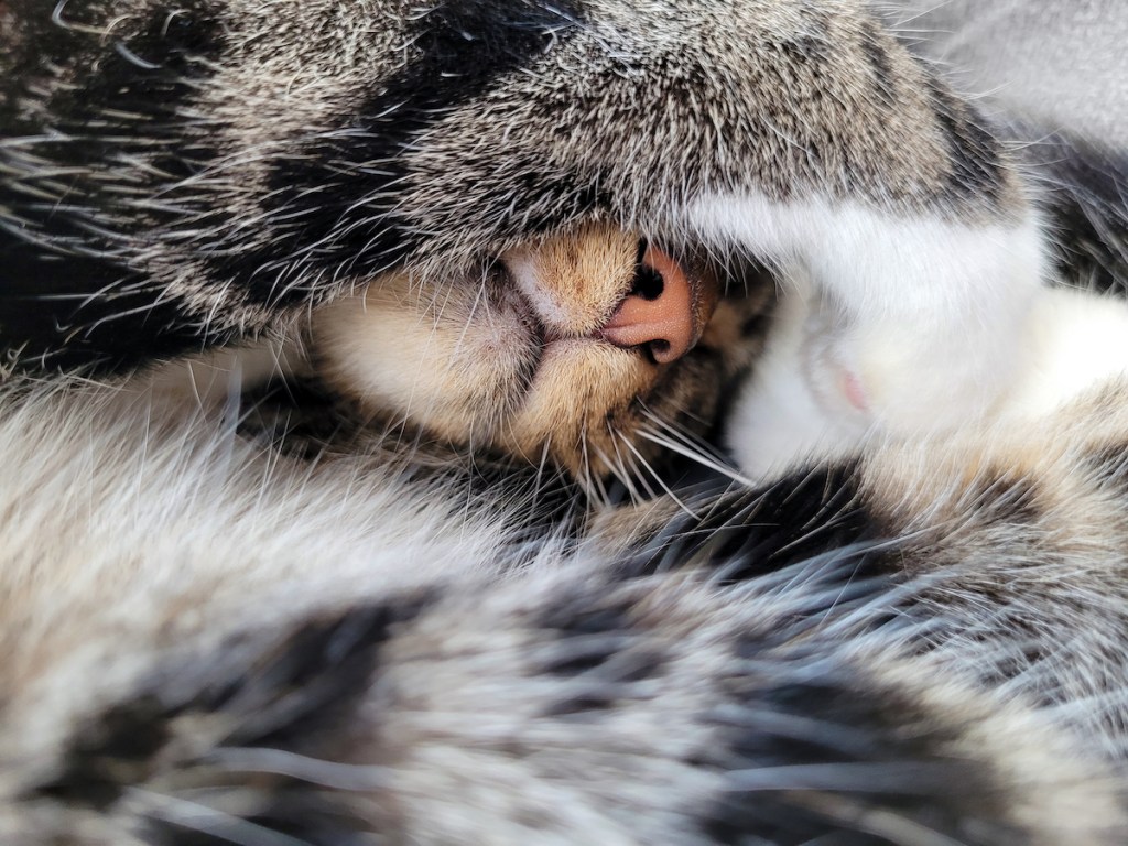 Why Do Cats Cover Their Face When They Sleep? Vets Explain | Woman's World