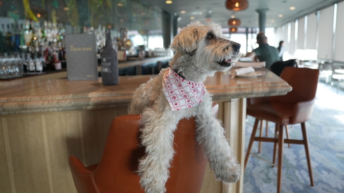 Beverly Hilton Dogs: Special Perks for Pets After L.A. Fires | Woman's ...