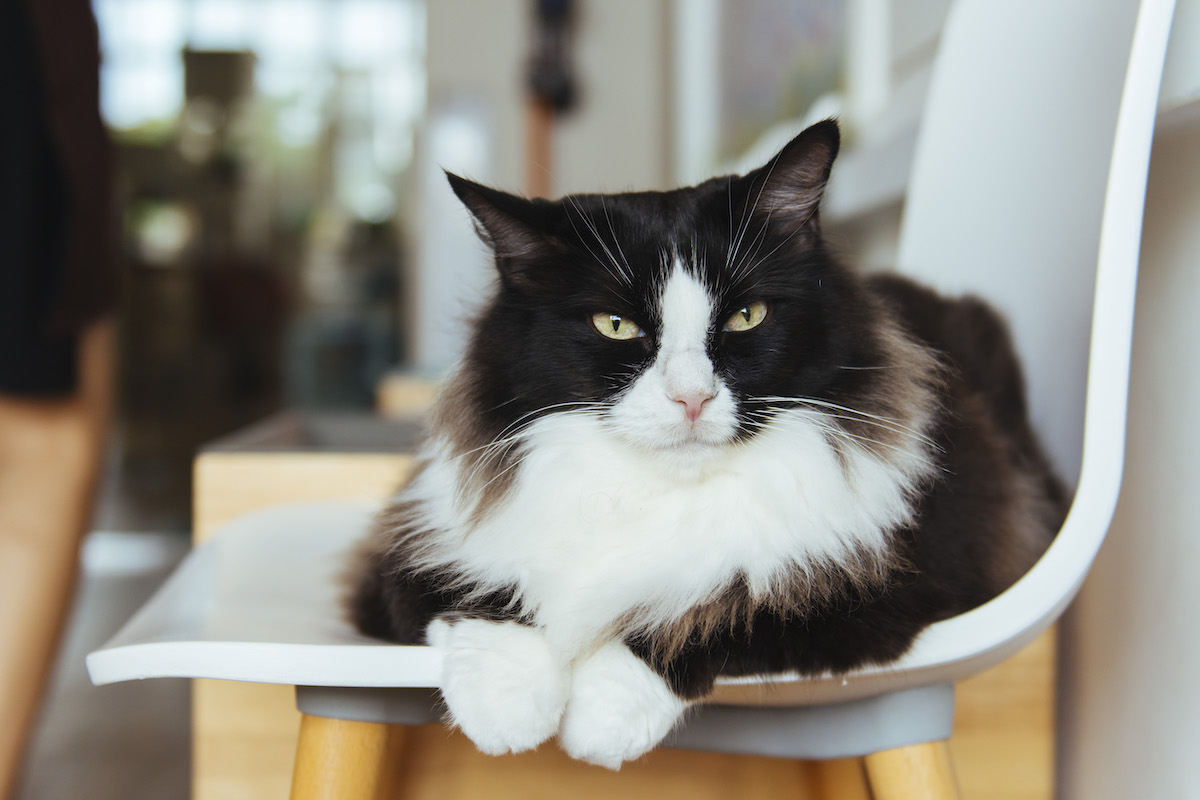Why Do Cats Have White Paws? Vets Explain | Woman's World