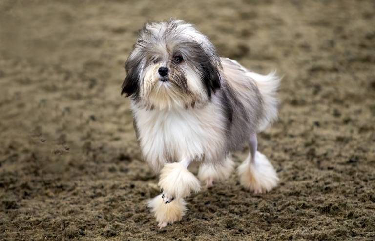 The Top 10 Most Expensive Dog Breeds to Own | Woman's World