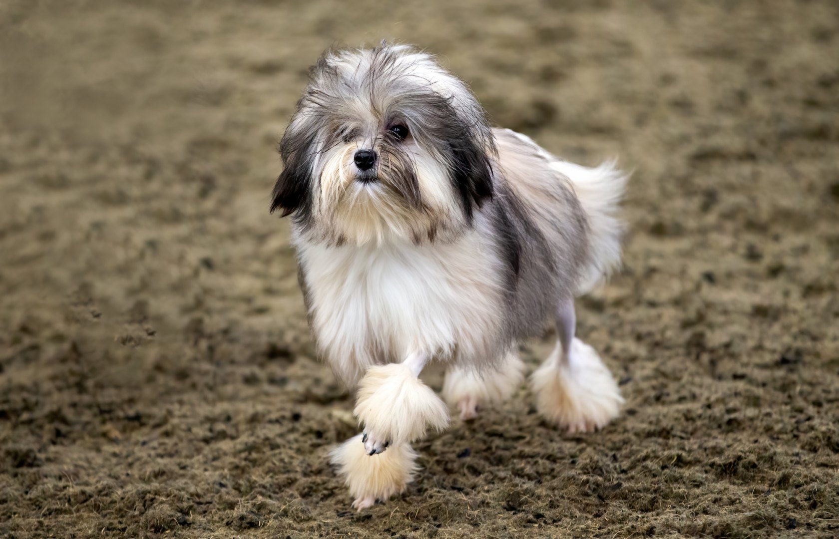 The Top 10 Most Expensive Dog Breeds to Own | Woman's World