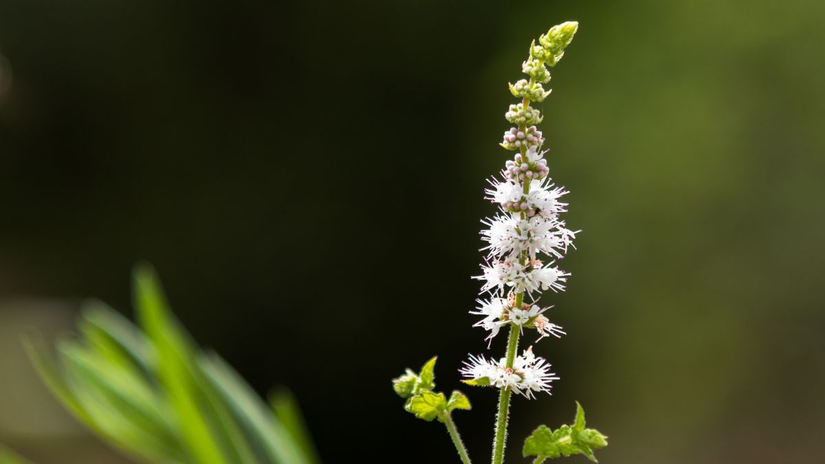 Natural Menopause Cures That Actually Work, Backed by Science | Woman's ...