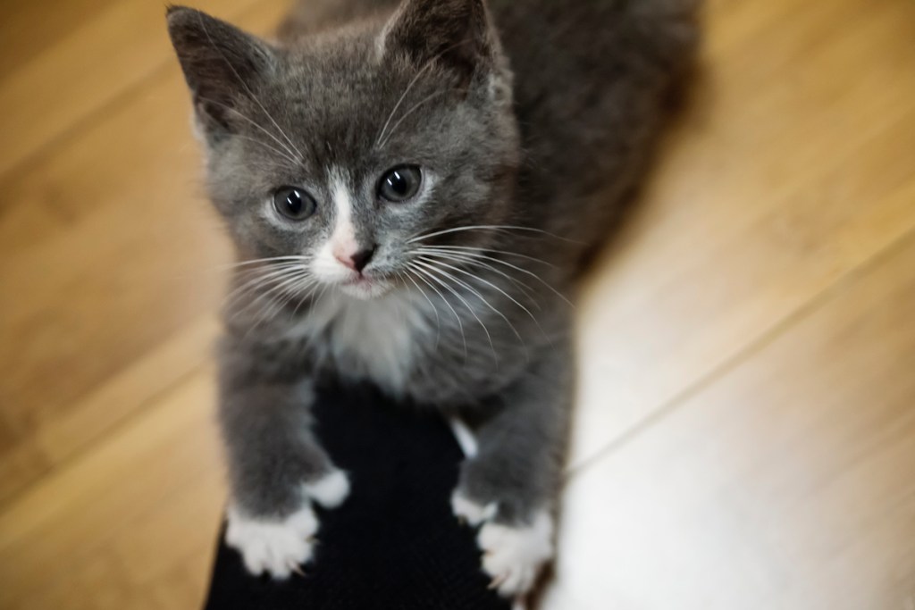 Cat With Extra Toes: What Causes It and Fun Facts | Woman's World