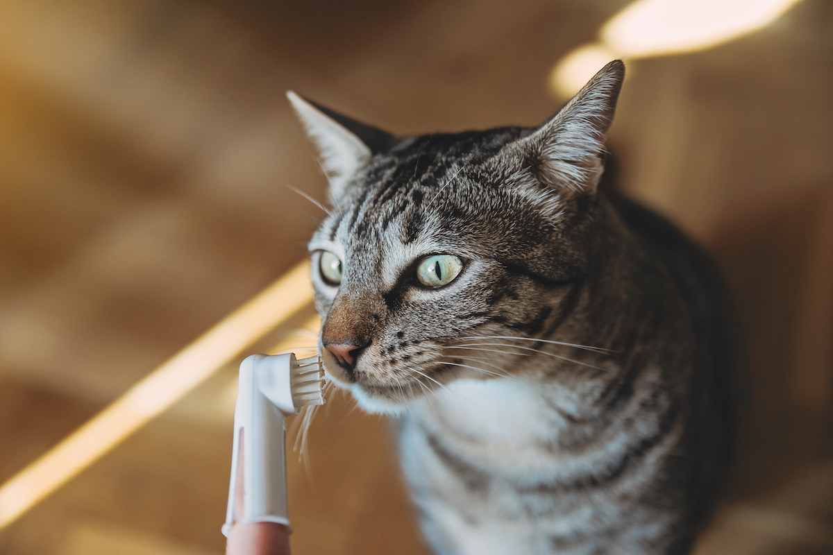 Cat Toothbrush: The Best Way to Use for a Healthy Kitty | Woman's World