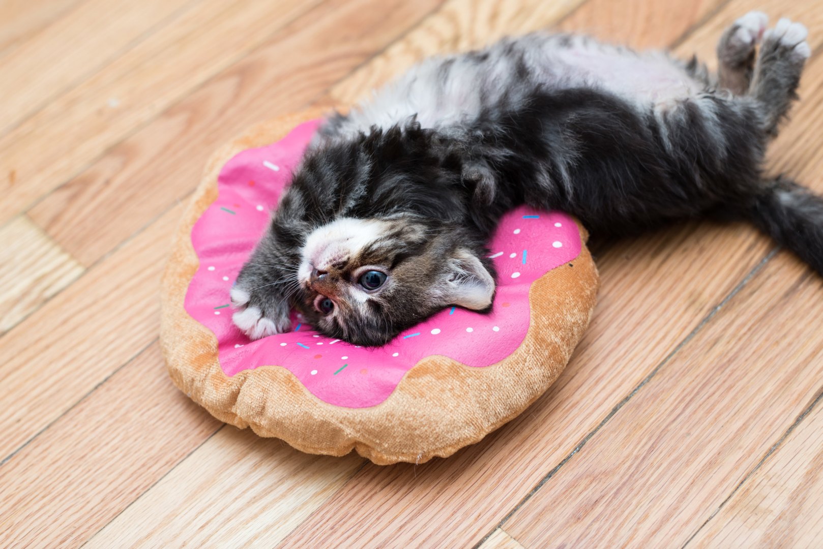 ‘Kitten Lady’ Hannah Shaw Explains Kitten Season | Woman's World