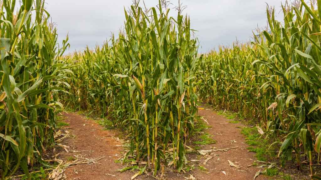 The Most Creative Corn Maze Designs Inspired by Movies and Pop Culture ...
