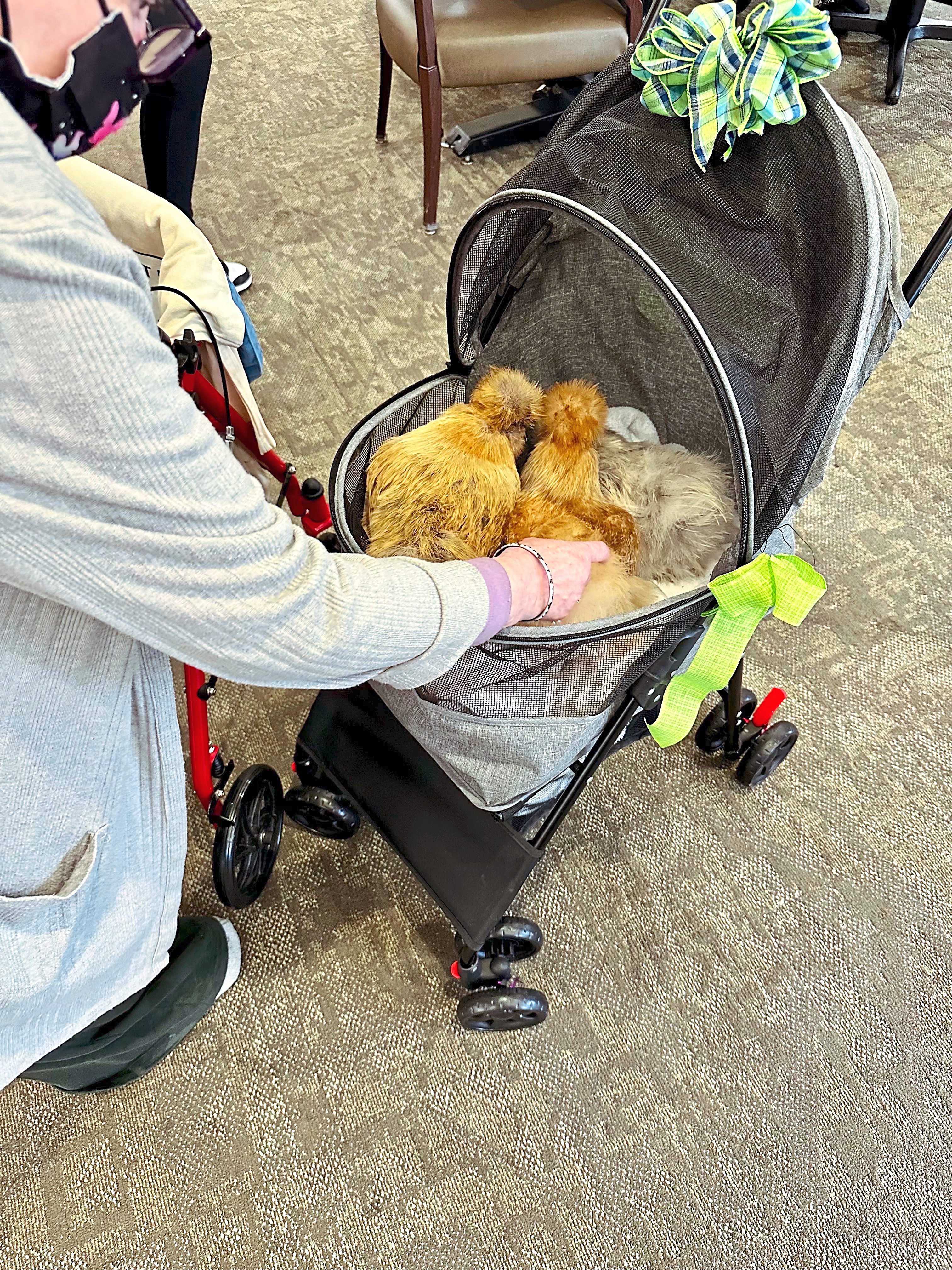 Texas Woman’s ‘Healing Hens’ Bring Comfort as Therapy Chickens | Woman ...