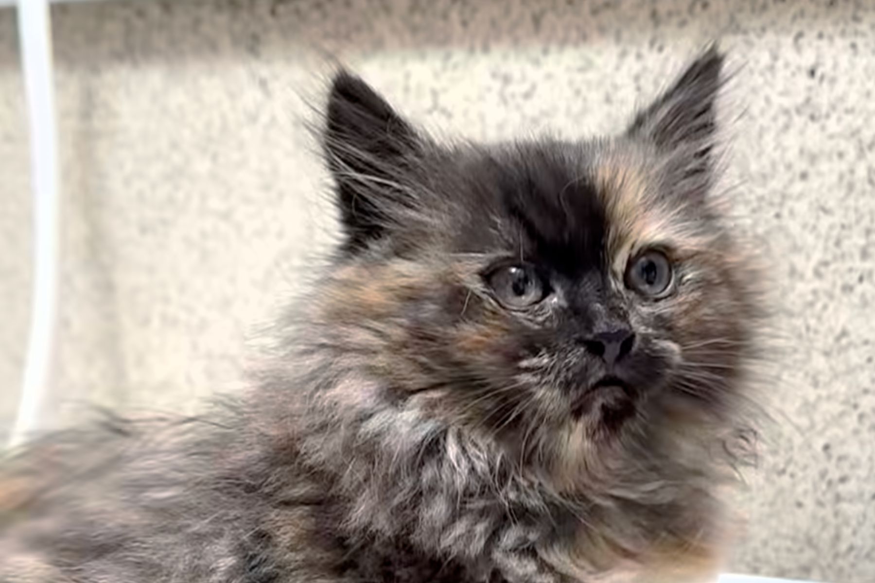 Stray Kitten Inflated Like a Balloon Before Vets Stepped In